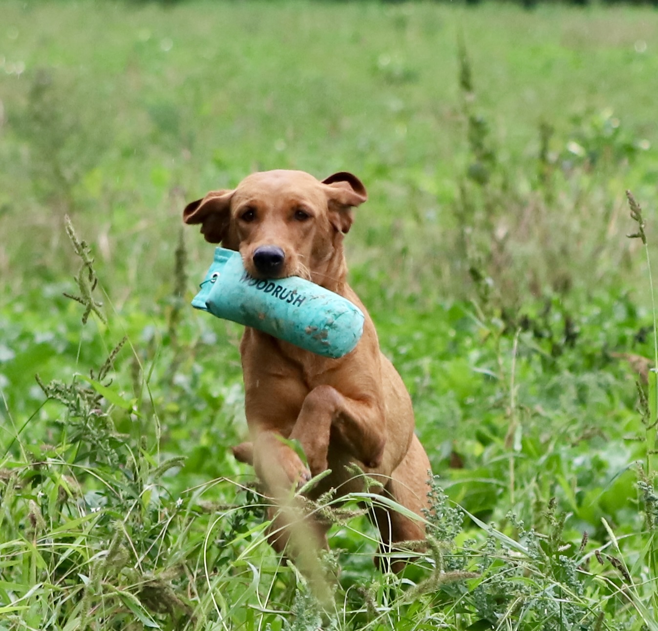 X-Litter – Woodrush